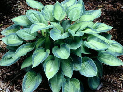 Hostas Funkien J bis K Dr. Ullrich Fischer Braunschweig