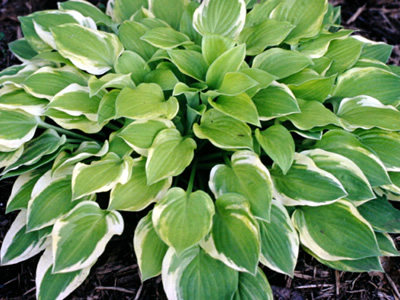 Hostas Funkien L Dr. Ullrich Fischer Braunschweig