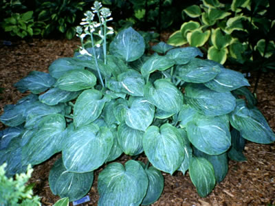 Hostas Funkien S Dr. Ullrich Fischer Braunschweig